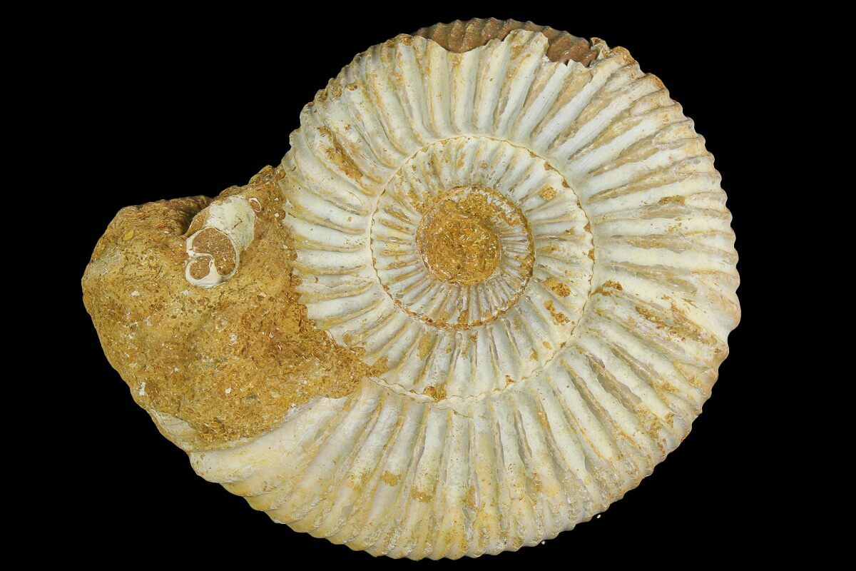 3" Jurassic Ammonite (Perisphinctes) Fossil - Madagascar (#181994) For ...