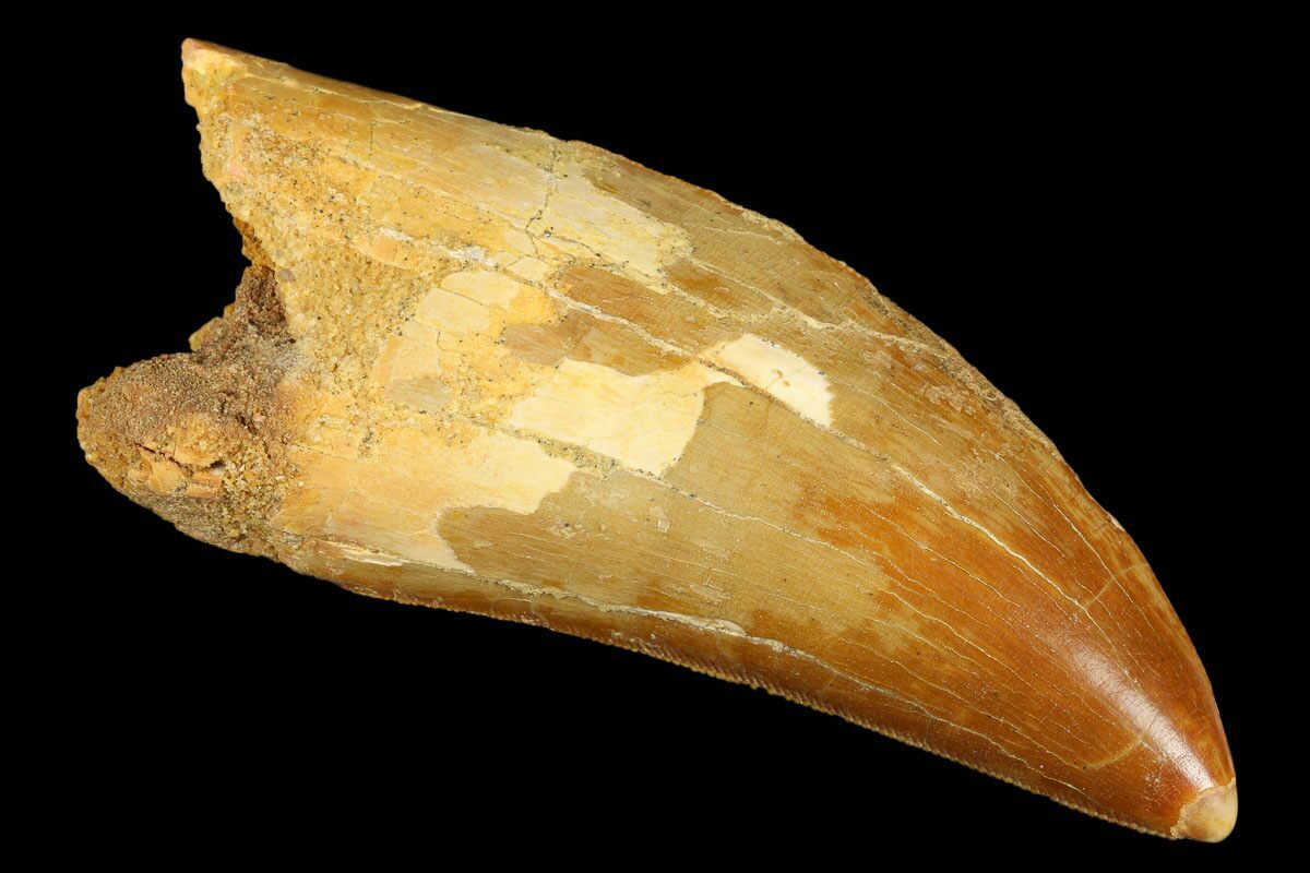 Serrated, 3.19" Carcharodontosaurus Tooth - Real Dinosaur Tooth ...