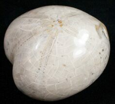 Fossil Urchins For Sale - FossilEra.com