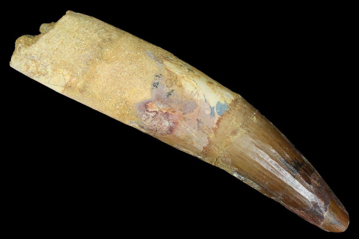 Bargain, 4.2" Fossil Spinosaurus Tooth - Restored Root (#182783) For ...