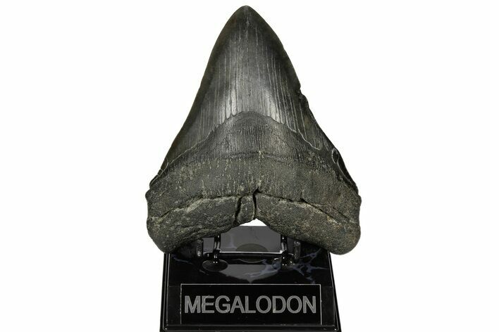 5.97" Fossil Megalodon Tooth - Huge Meg Tooth (#182843) For Sale ...