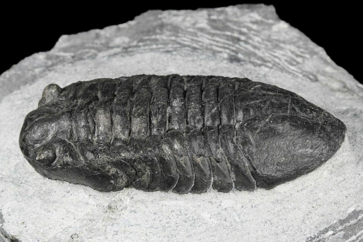 Bargain, 3.05" Asaphus Trilobite - Slemestadt, Norway (#183629) For ...