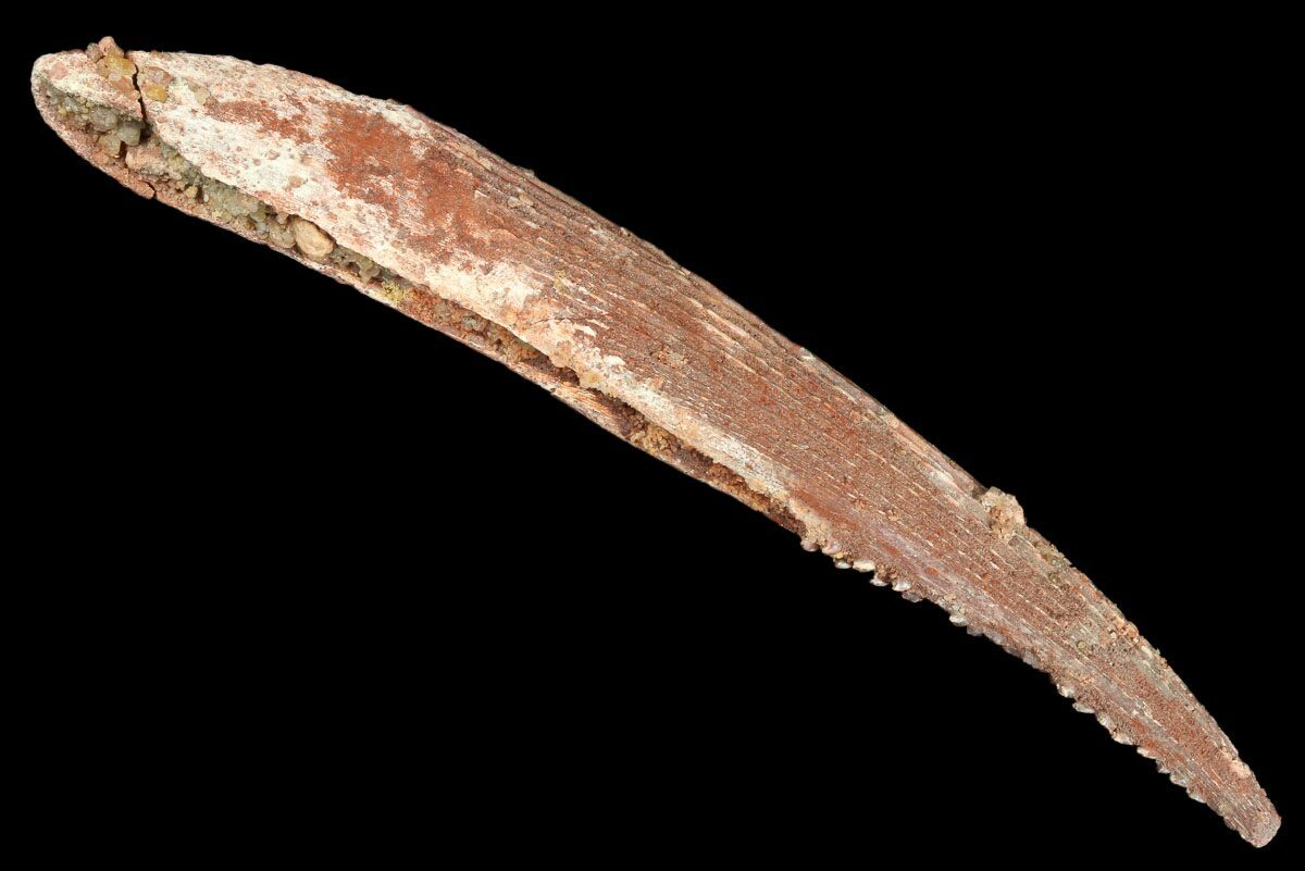 5" Fossil Shark (Hybodus) Dorsal Spine - Kem Kem Beds, Morocco (#183456 ...