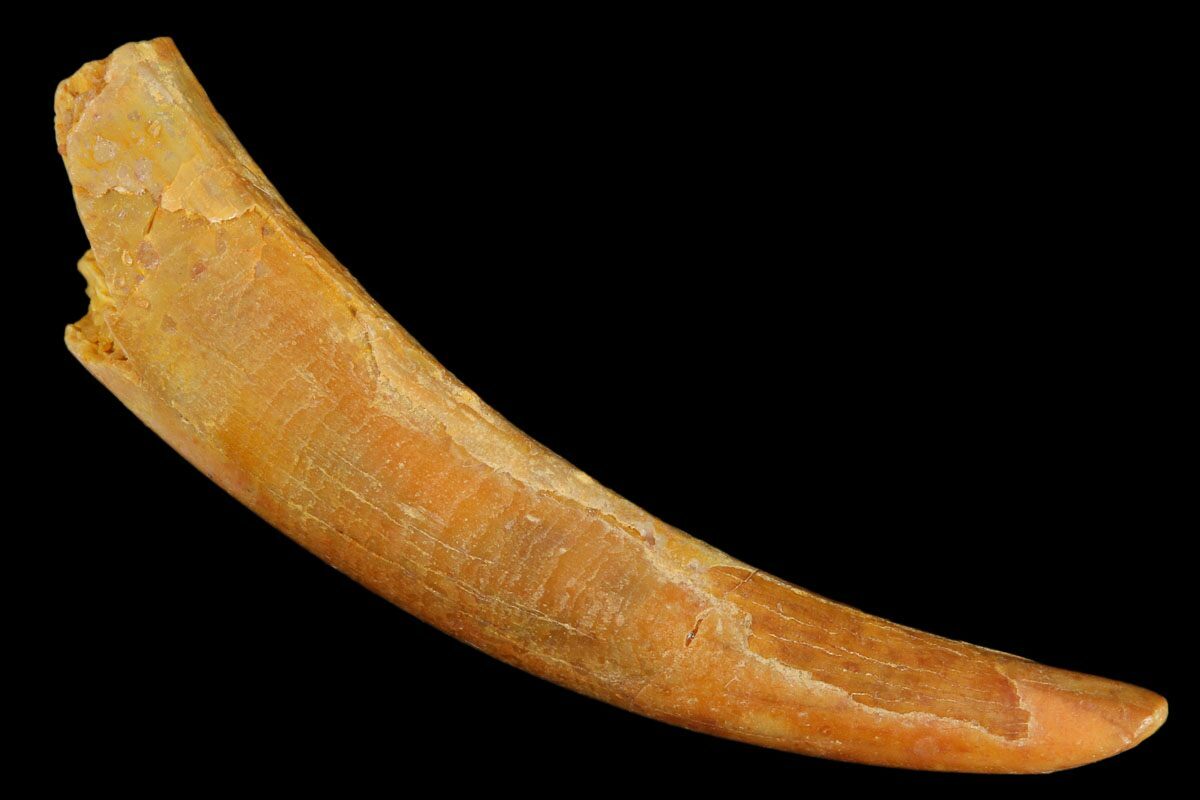 1.3" Fossil Pterosaur (Siroccopteryx) Tooth - Morocco (#183676) For ...