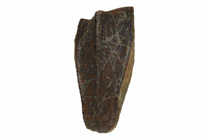 .96" Hadrosaur (Lambeosaurus?) Tooth - Judith River Formation (#183582 ...