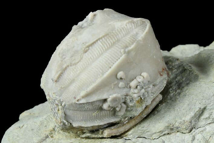 .8" Blastoid (Pentremites) Fossil - Illinois (#184114) For Sale ...