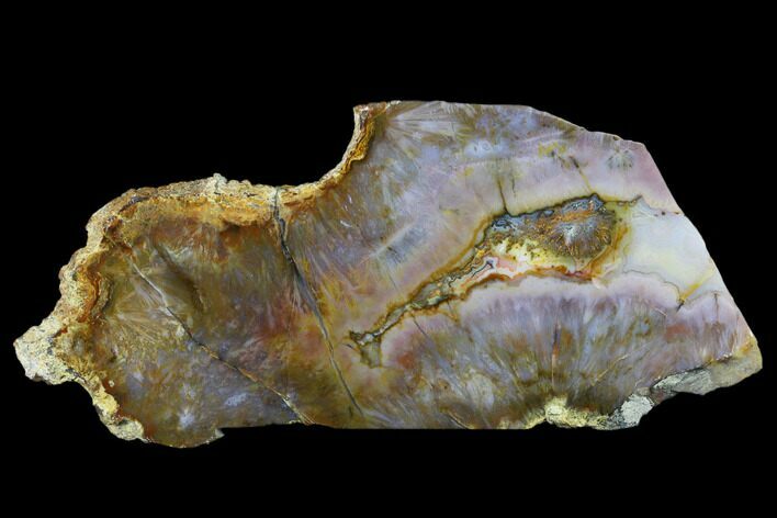 9.8" Polished, Sumatra Flame Sagenite Agate Slab - Indonesia (#184786 ...