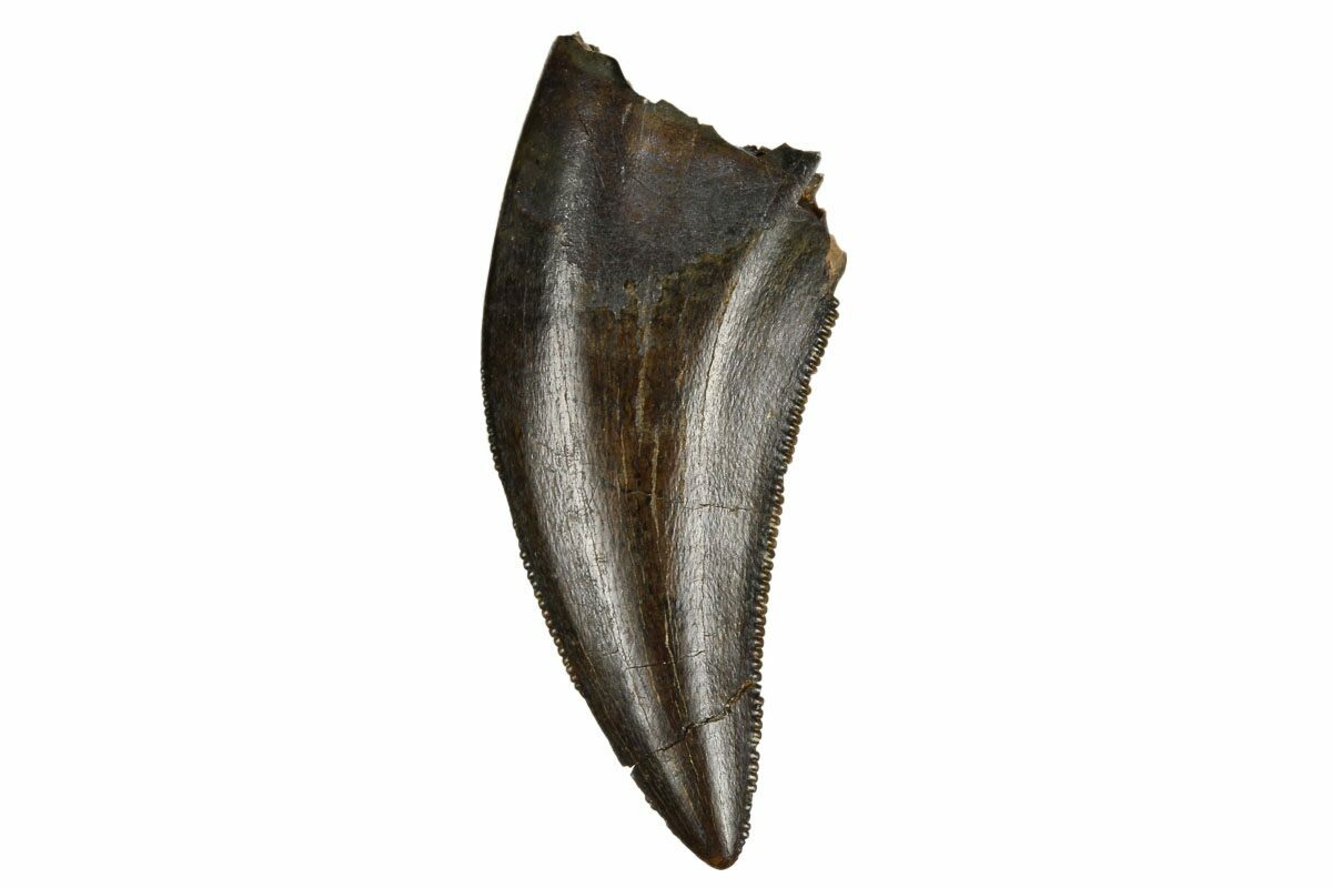 .85" Theropod (Raptor) Tooth - Judith River Formation (#185214) For ...