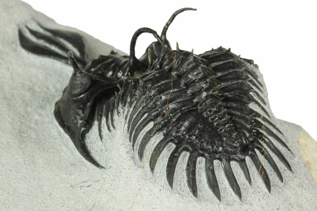 2.4" Short Trident Walliserops Trilobite - Timrzit, Morocco (#179594 ...