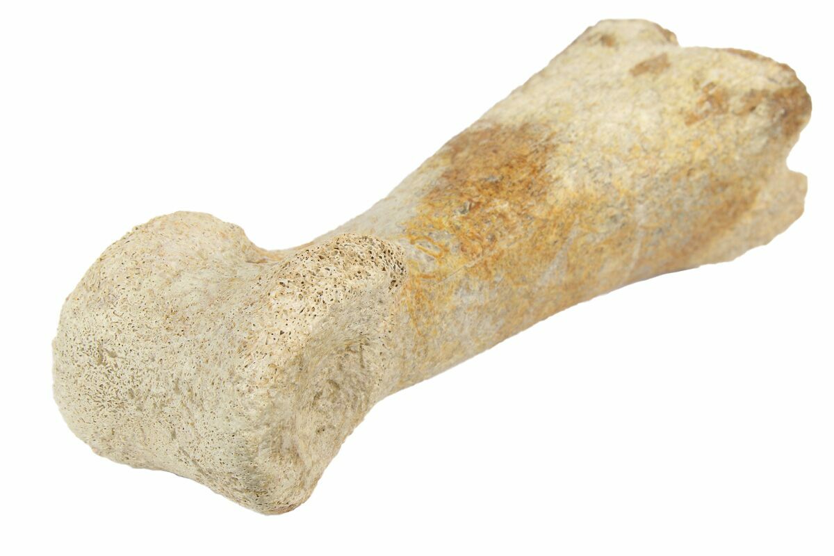 3.6" Pliocene Camel (Camelops?) Fossil Toe Bone - Kansas For Sale ...