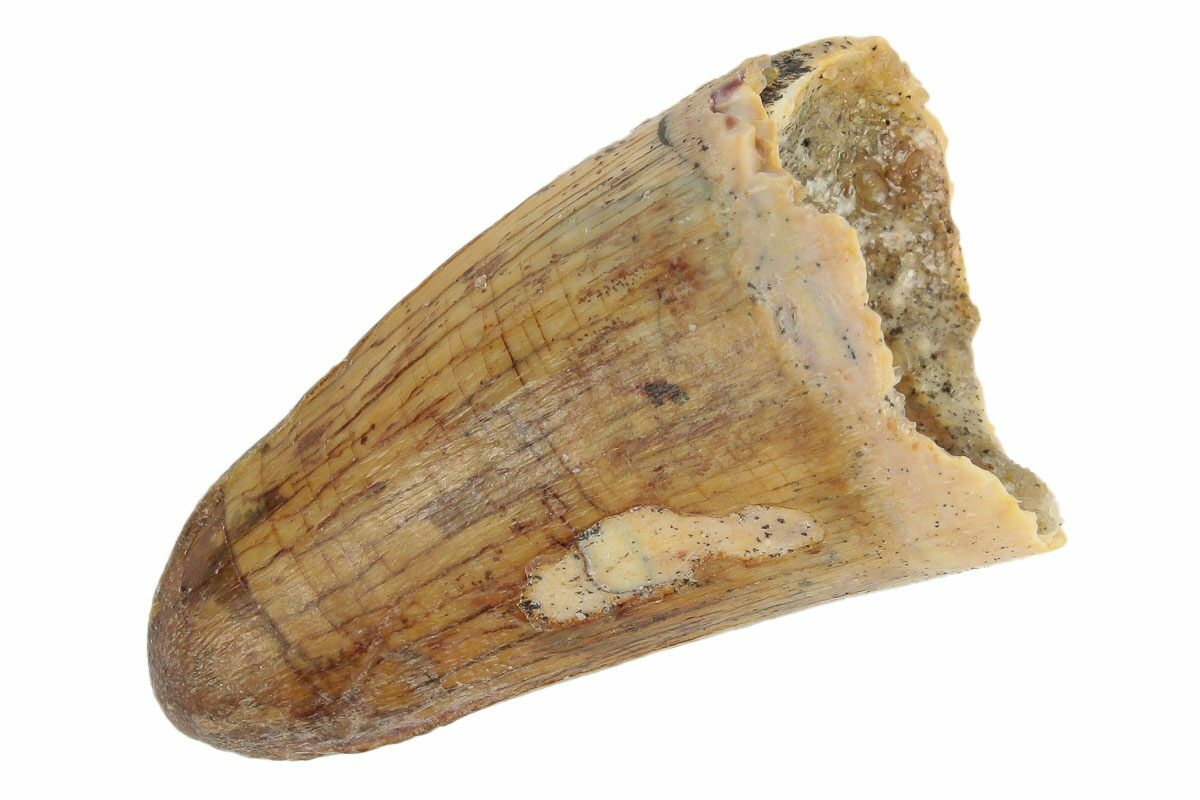 1" Cretaceous Fossil Crocodile Tooth - Morocco (#187728) For Sale ...
