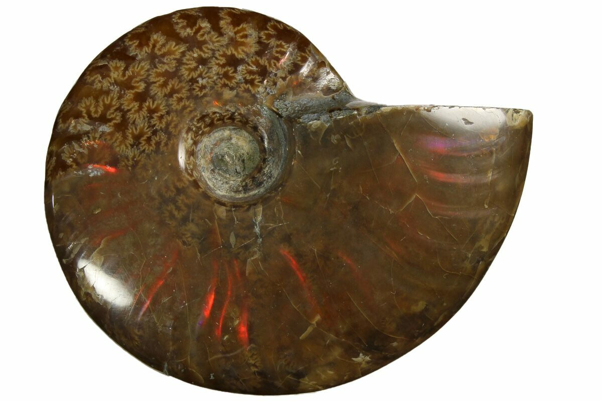 2.45" Red Flash Ammonite Fossil - Madagascar (#187257) For Sale ...