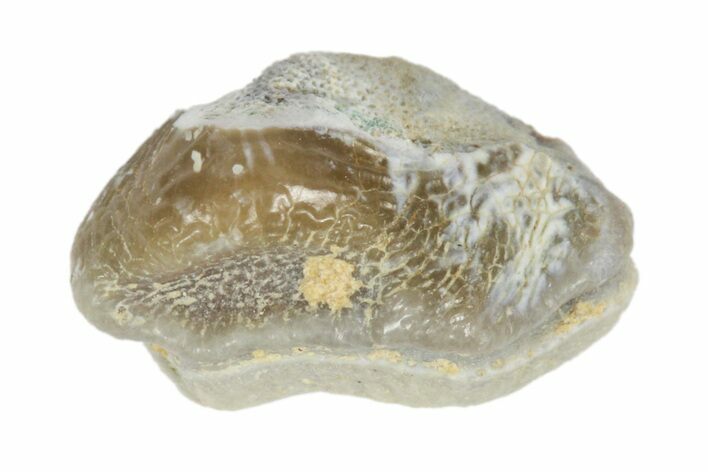 .35" Fossil Crusher Shark (Ptychodus) Tooth - Kansas (#187541) For Sale ...