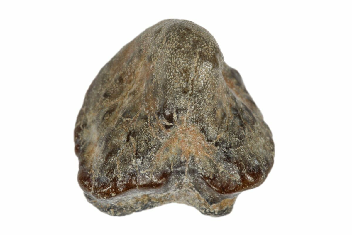 .4" Fossil Crusher Shark (Ptychodus) Tooth - Kansas (#187552) For Sale ...
