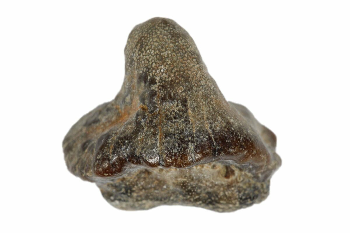 .4" Fossil Crusher Shark (Ptychodus) Tooth - Kansas (#187552) For Sale ...
