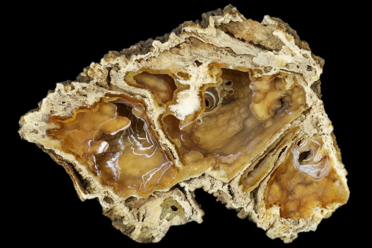 3.95" Agatized Fossil Coral Geode - Florida (#187981) For Sale ...