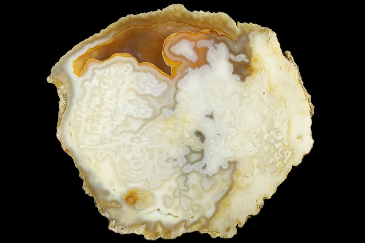 5.1" Agatized Fossil Coral Geode - Florida (#187990) For Sale ...