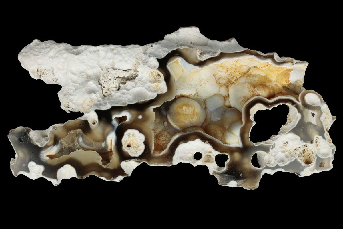 5.75" Agatized Fossil Coral Geode - Florida (#188167) For Sale ...