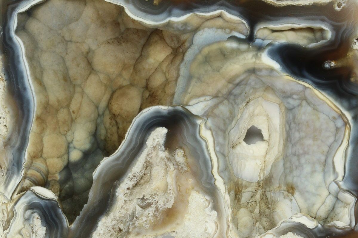 4.85" Agatized Fossil Coral Geode - Florida (#188008) For Sale ...