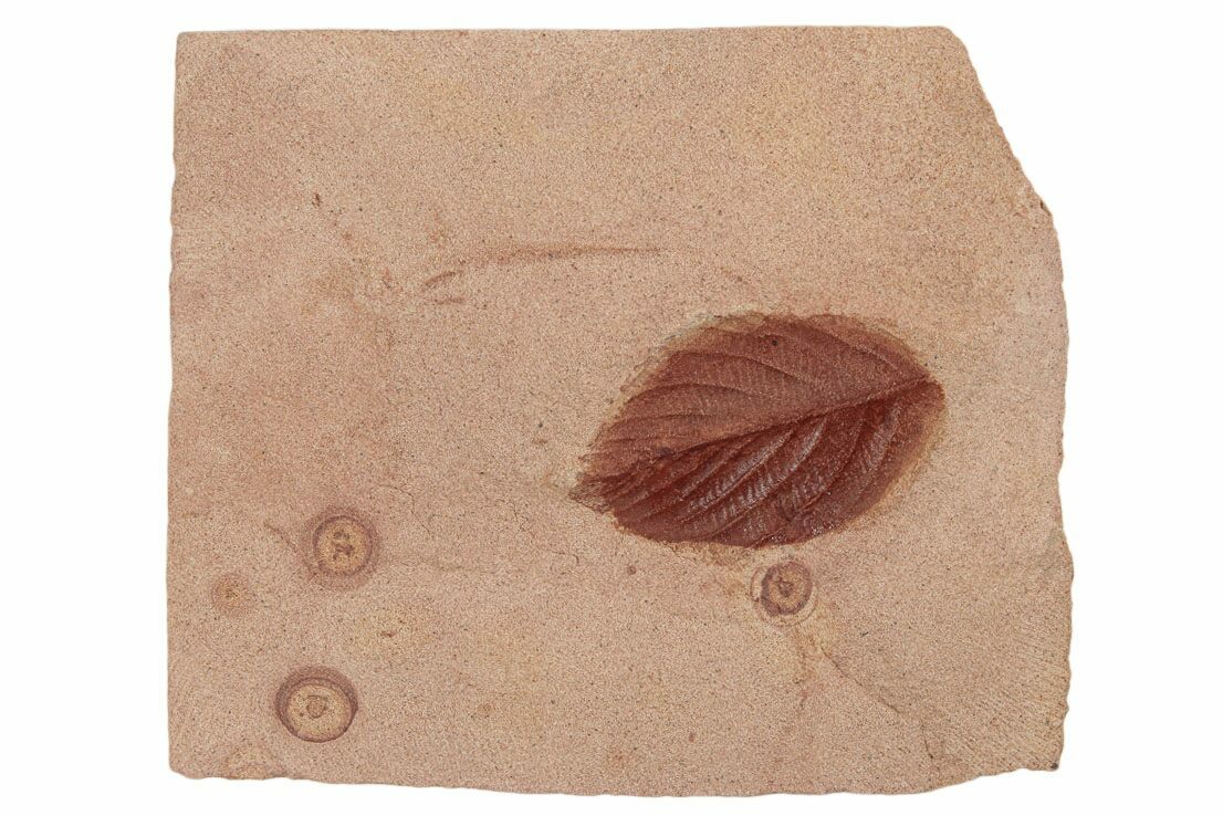 1.2" Red Fossil Leaf (Planera) - Montana (#188991) For Sale - FossilEra.com