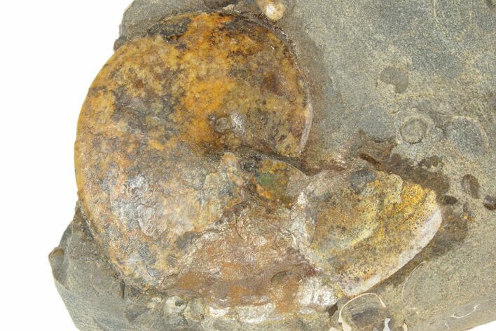 1.7" Cretaceous Fossil Ammonite (Sphenodiscus) - South Dakota (#189334 ...