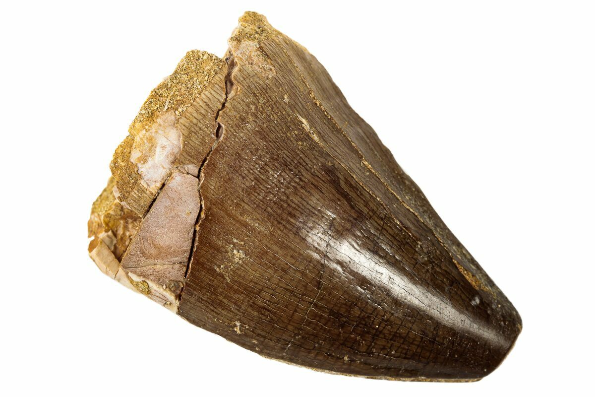 1.6" Fossil Mosasaur (Prognathodon) Tooth - Morocco (#186504) For Sale ...