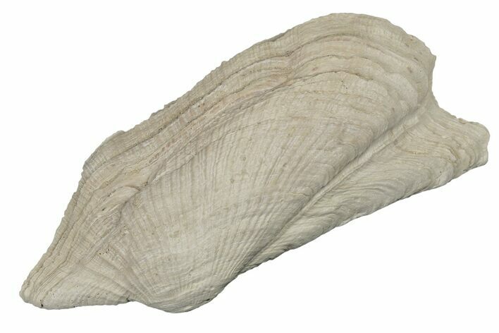 3" Pleistocene Bivalve (Arca wagneriana) Fossil - Florida (#189614) For ...