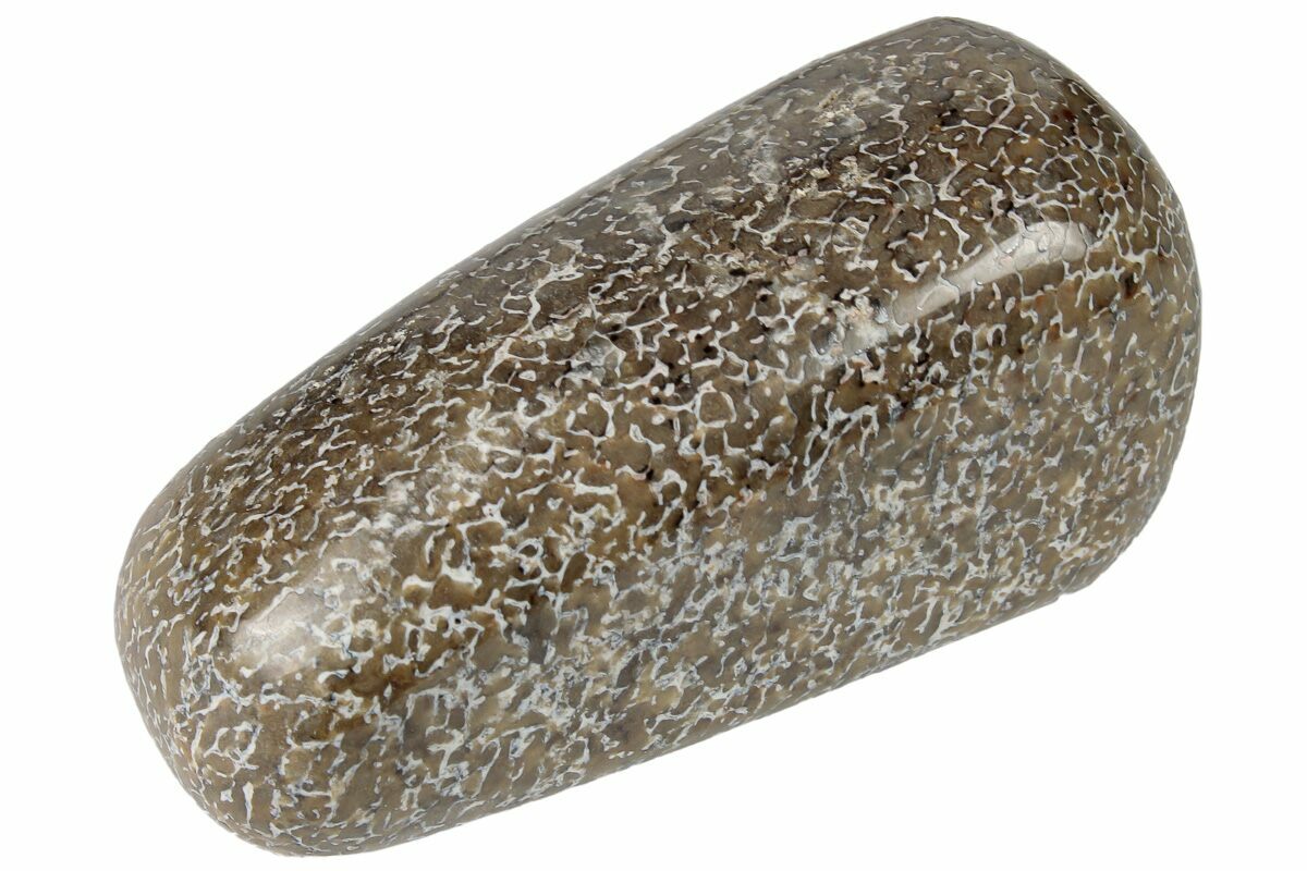 1.9" Polished Dinosaur Bone (Gembone) - Morocco (#190021) For Sale ...