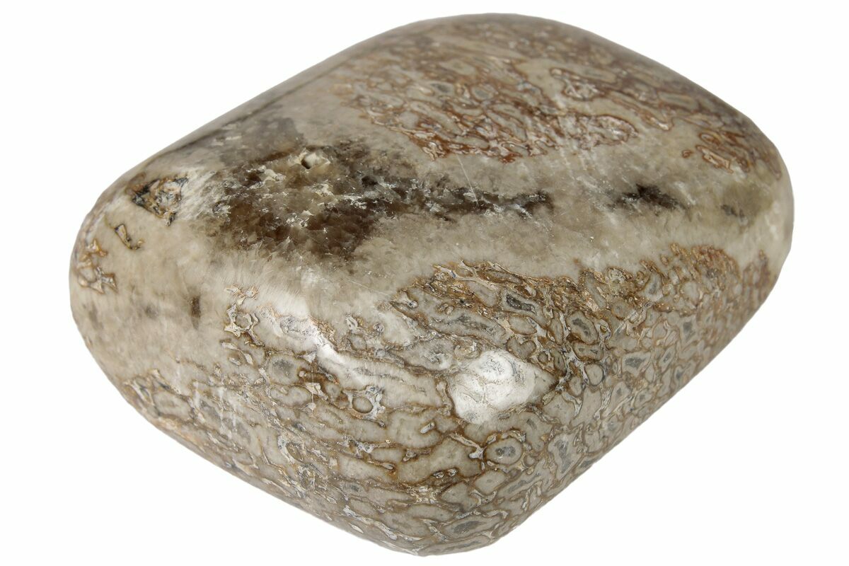 1.6" Polished Dinosaur Bone (Gembone) - Morocco (#190023) For Sale ...