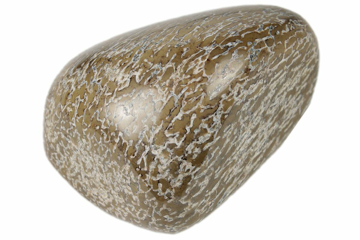 1.6" Polished Dinosaur Bone (Gembone) - Morocco (#190024) For Sale ...