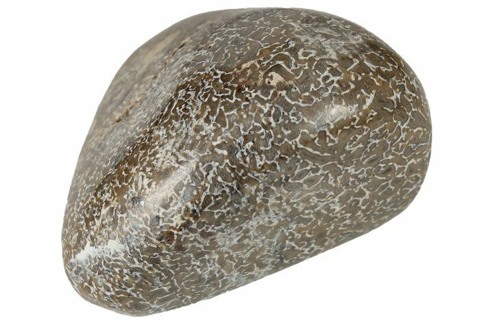 1.5" Polished Dinosaur Bone (Gembone) - Morocco (#190029) For Sale ...