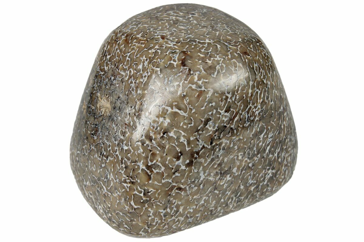 1.5" Polished Dinosaur Bone (Gembone) - Morocco (#190032) For Sale ...