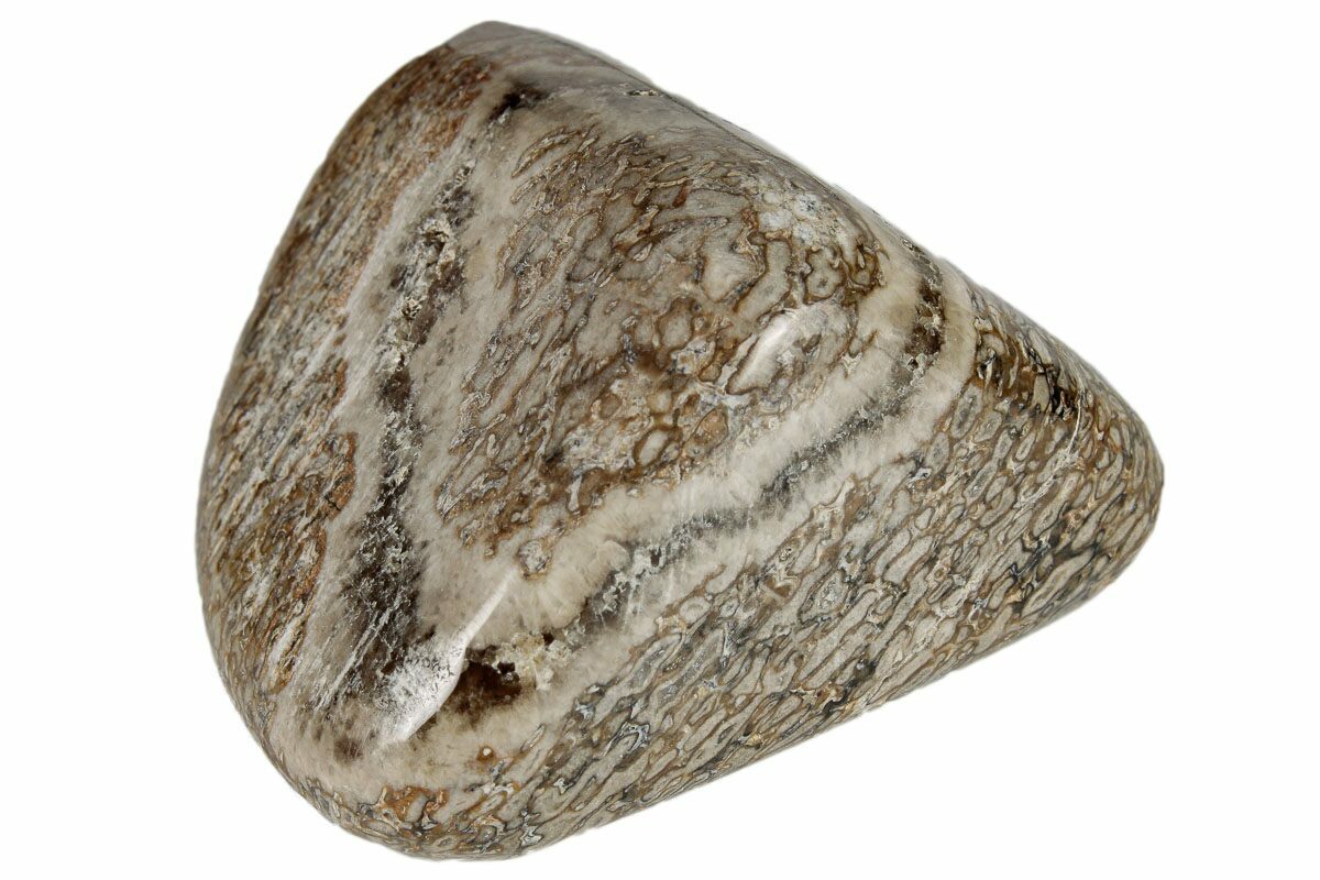 2" Polished Dinosaur Bone (Gembone) - Morocco (#190055) For Sale ...