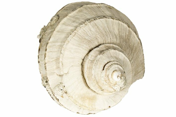 3.25" Pliocene Aged, Fossil Gastropod (Ecphora) - Florida (#189552) For ...