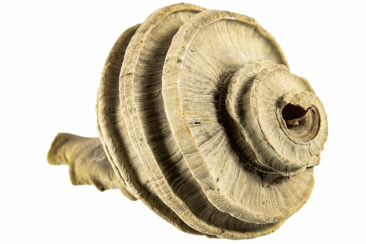 2.1" Pliocene Aged Fossil Gastropod (Ecphora) - Virginia (#189554) For ...