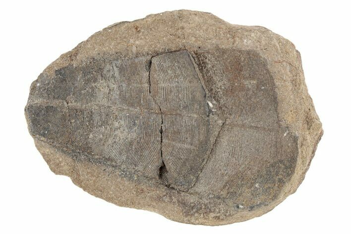 2" Devonian Conulariid (Conularia) Fossil - Bolivia (#189420) For Sale ...