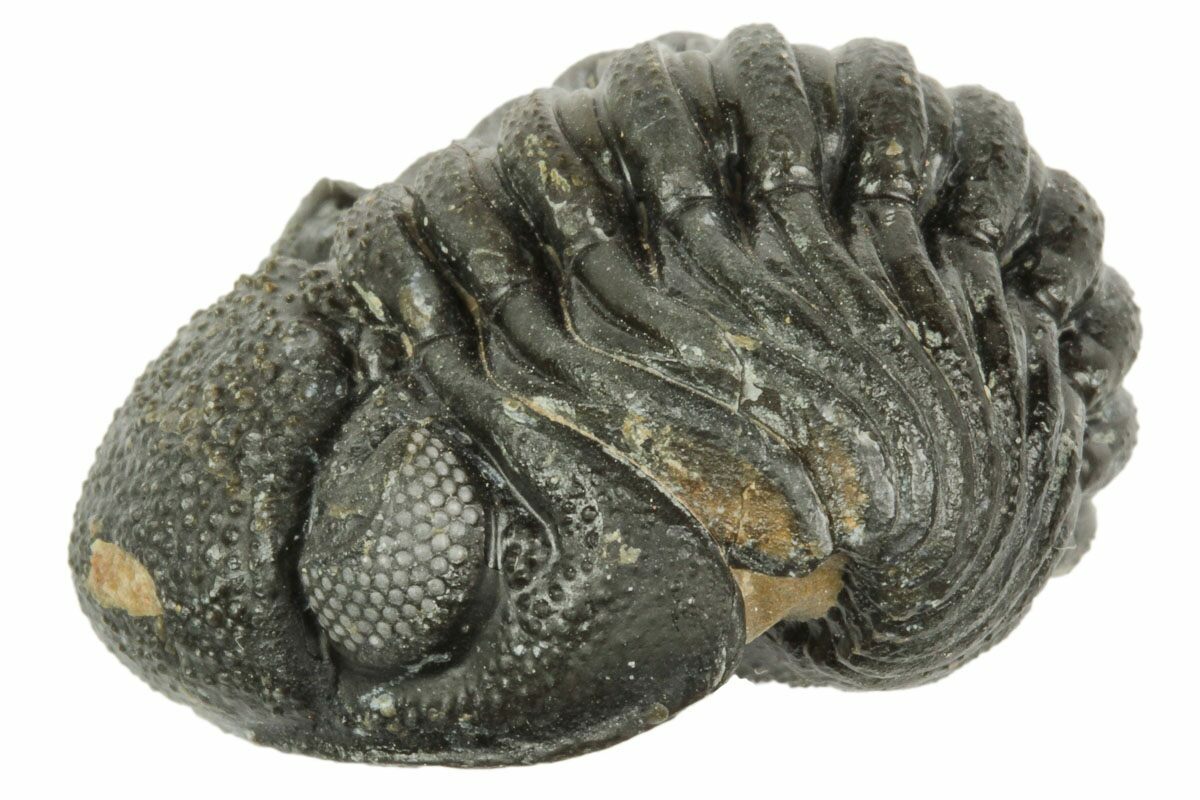 1" Wide, Enrolled Morocops Trilobite - Morocco (#190507) For Sale ...