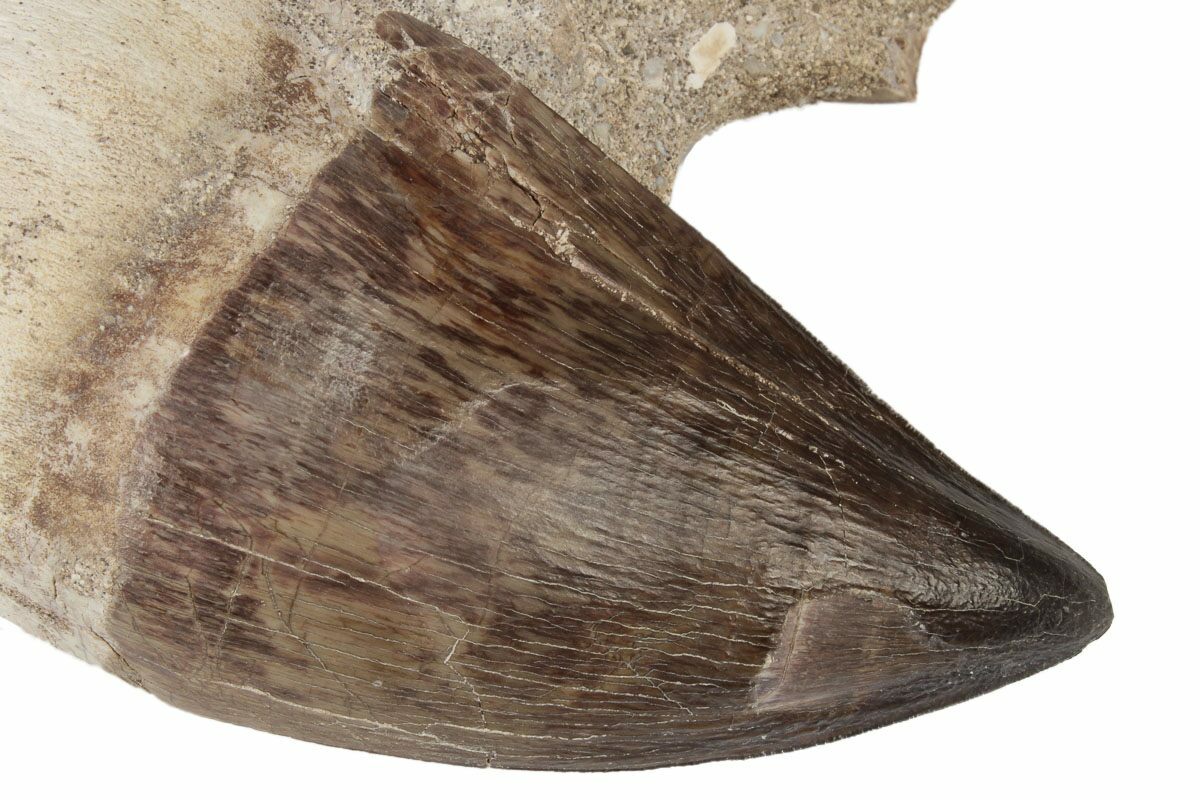 4.1" Fossil Rooted Mosasaur (Prognathodon) Tooth In Rock- Morocco ...