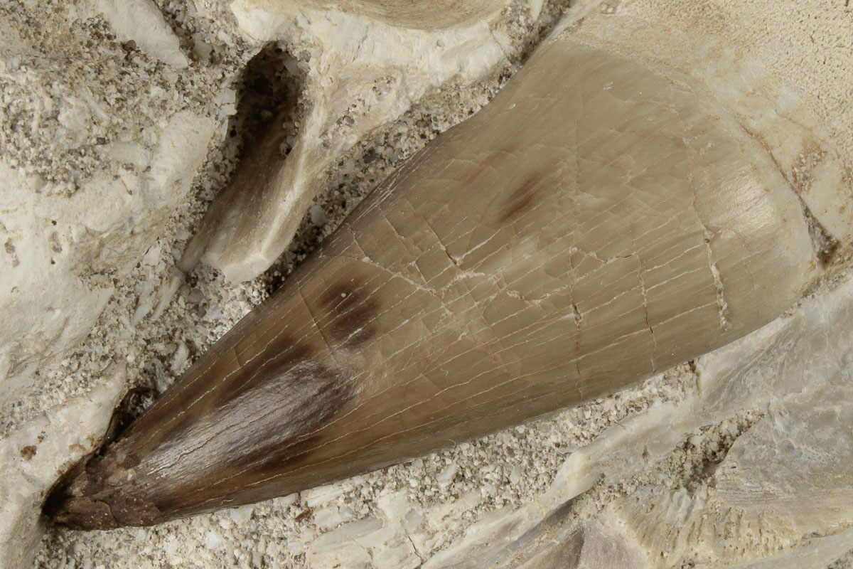 3.05" Fossil Rooted Mosasaur (Prognathodon) Tooth In Rock- Morocco ...
