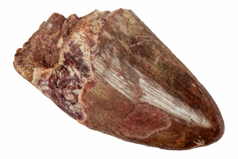 Serrated, 1.3" Fossil Phytosaur (Redondasaurus) Tooth - New Mexico ...