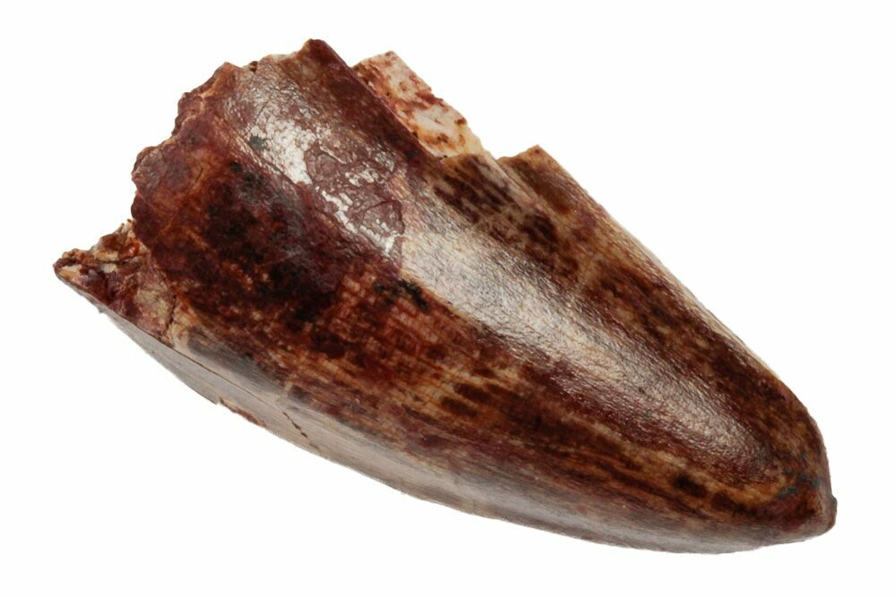 Serrated, 1.1" Fossil Phytosaur (Redondasaurus) Tooth - New Mexico ...