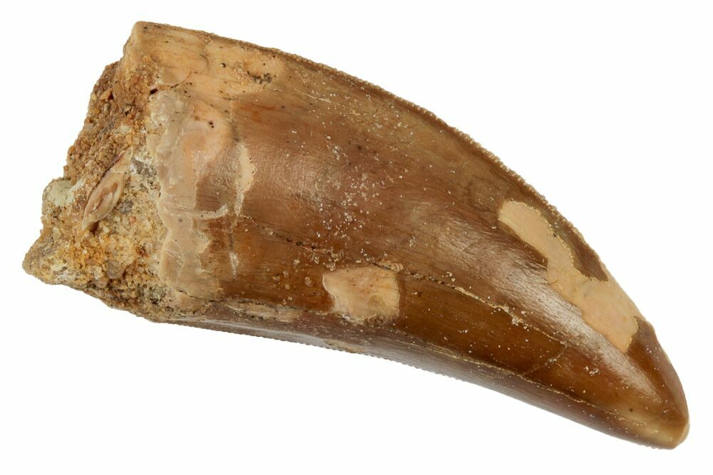 Serrated, 2.27" Carcharodontosaurus Tooth - Real Dinosaur Tooth ...