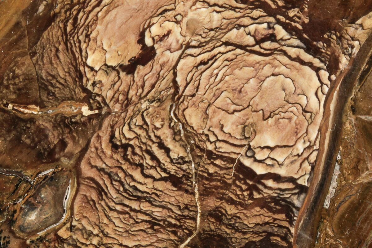 5.3" Polished Biggs Jasper Slab - Oregon (#193154) For Sale - FossilEra.com