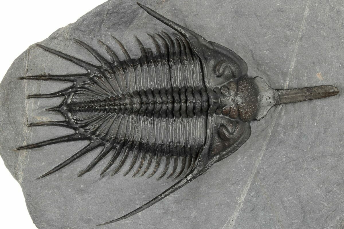 3.25" Spiny Psychopyge Trilobite - Short Snout Variant (#193698) For ...