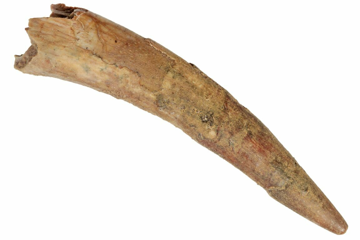 1.8" Fossil Pterosaur (Siroccopteryx) Tooth - Morocco (#194564) For ...