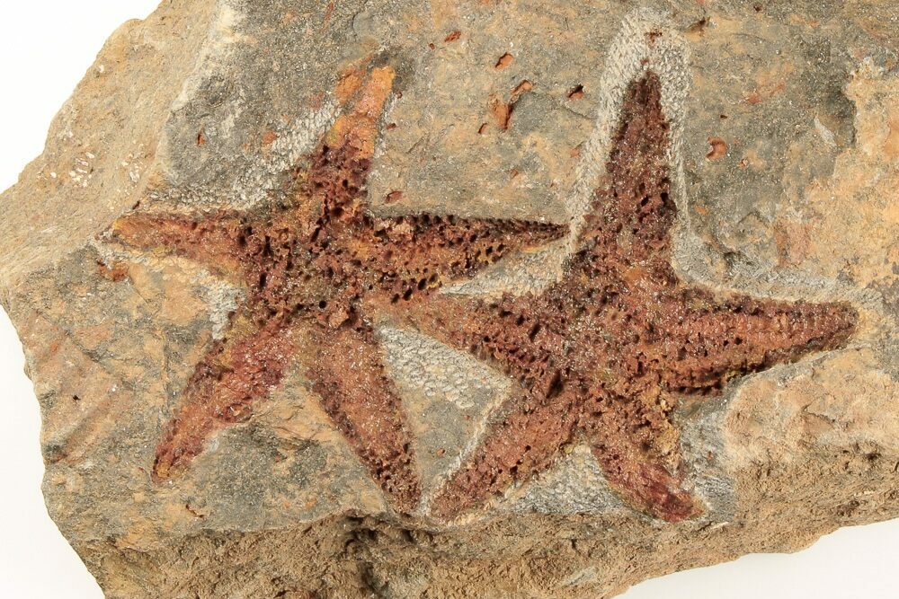 Two Ordovician Starfish (Petraster?) Fossils - Morocco (#195861) For ...