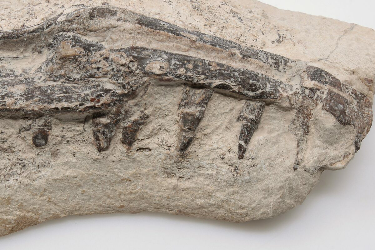 5.8" Fossil Mosasaur (Tethysaurus) Jaw Section - Asfla, Morocco ...