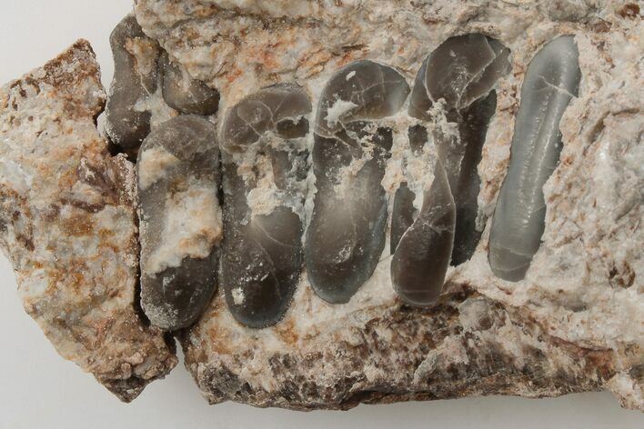 1" Fossil Pycnodont (Anomoeodus) Crushing Mouth Plate - Morocco ...