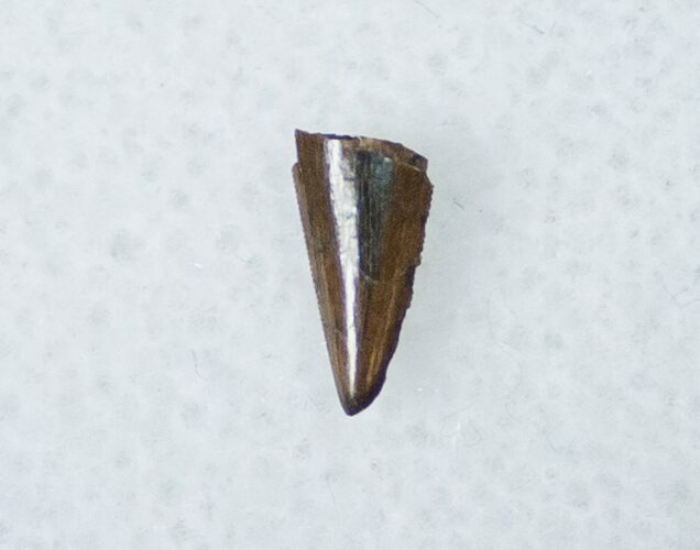 .26" Acheroraptor Tooth - Richardoestesia isosceles Morphological ...
