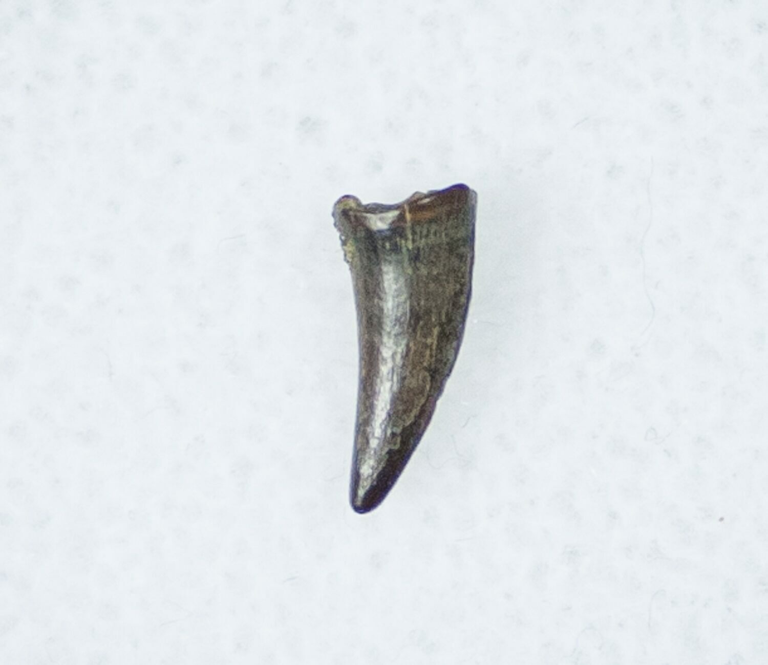 .3" Raptor Tooth - Paronychodon Characteristics (#12289) For Sale ...